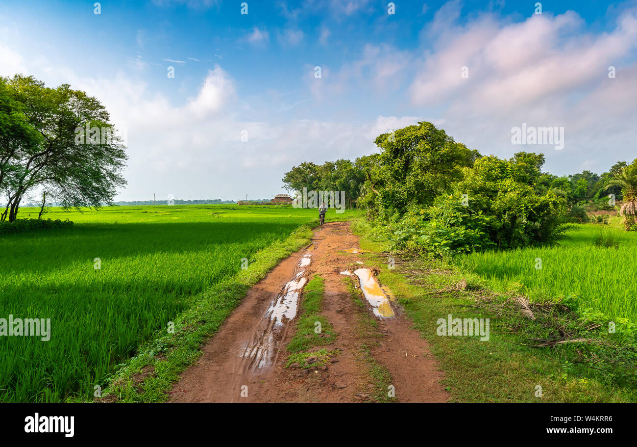 Indian Agricultural field with village road in the early morning Stock ...