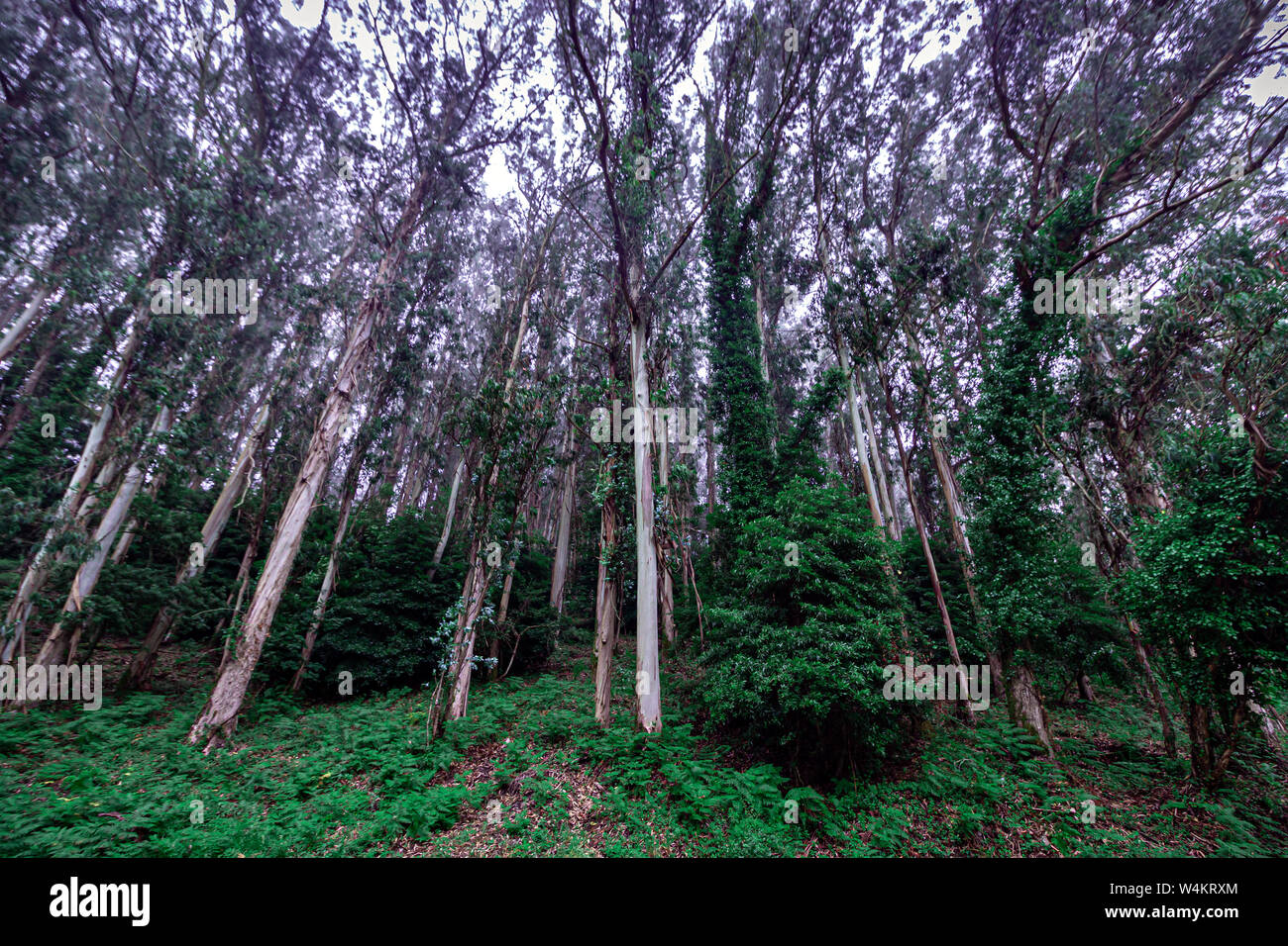 The mystical fog of the Sintra forest, Portugal Stock Photo - Alamy