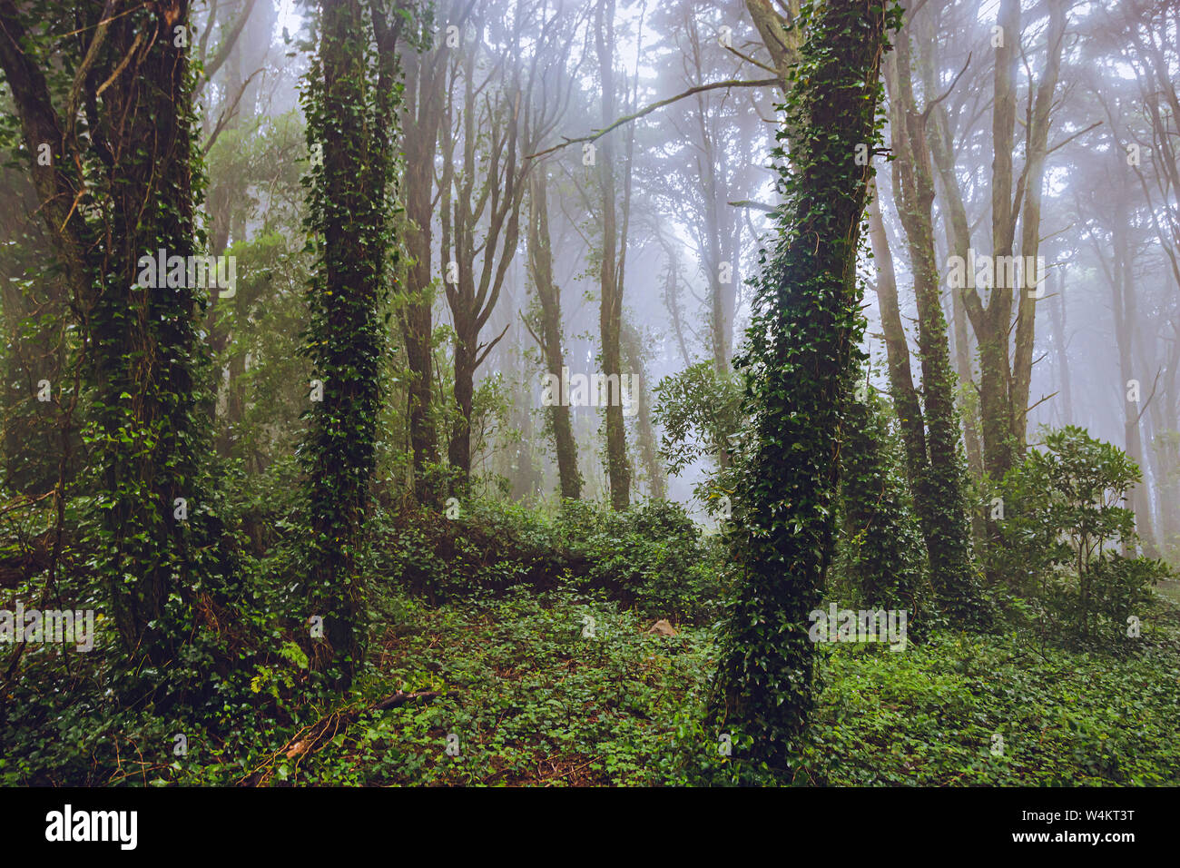 Sintra morning mist hi-res stock photography and images - Alamy