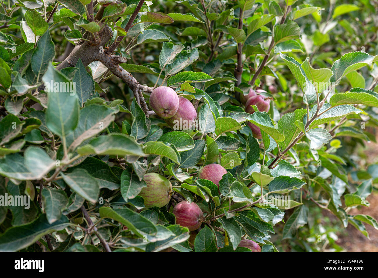 Young apple trees in plantation Stock Photo - Alamy