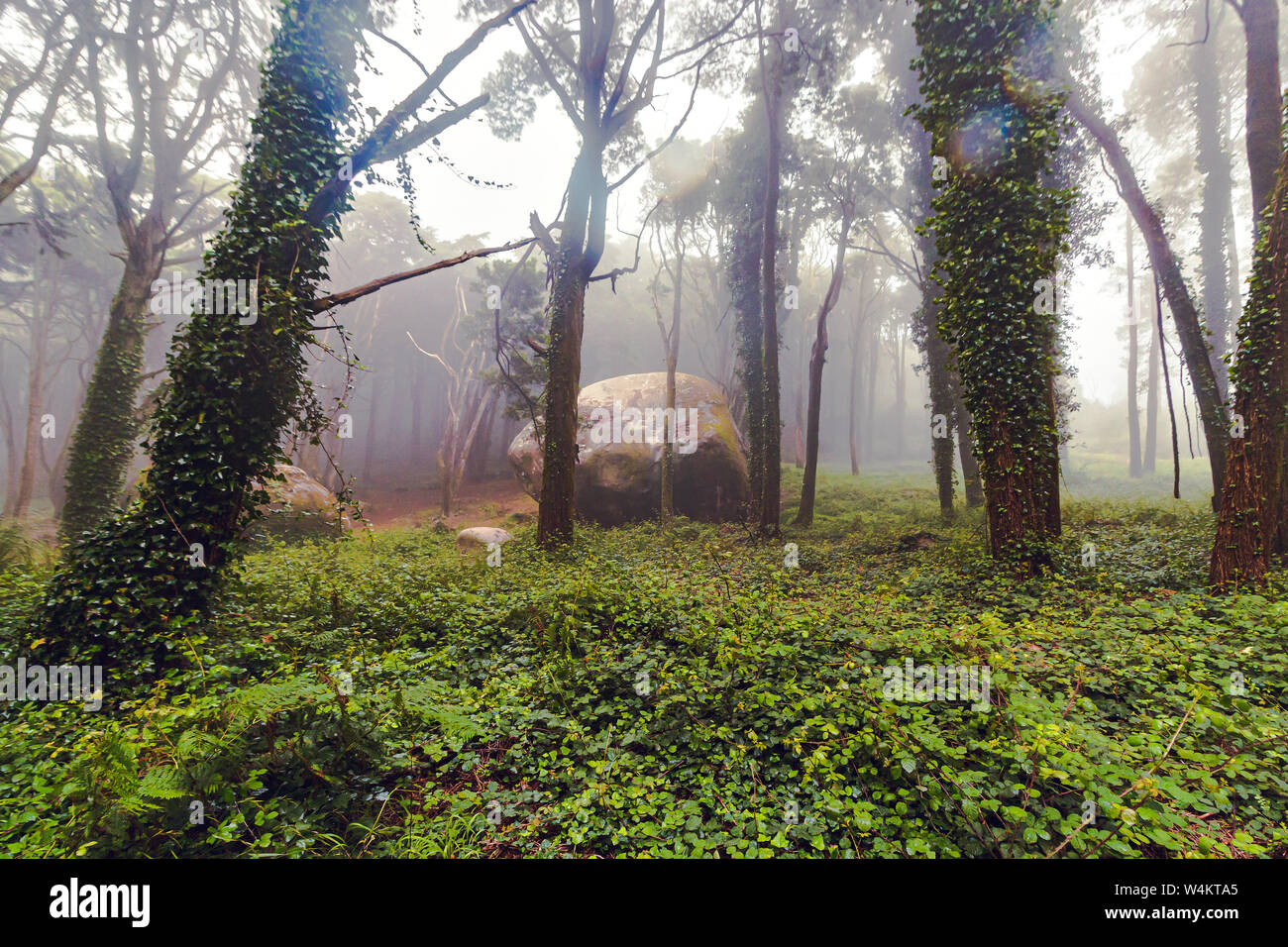 The mystical fog of the Sintra forest, Portugal Stock Photo - Alamy