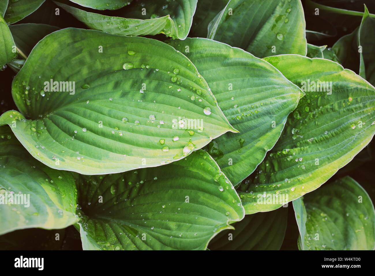 Hosta leaves pattern background. Summer plants wallpaper. Hosta lily ...