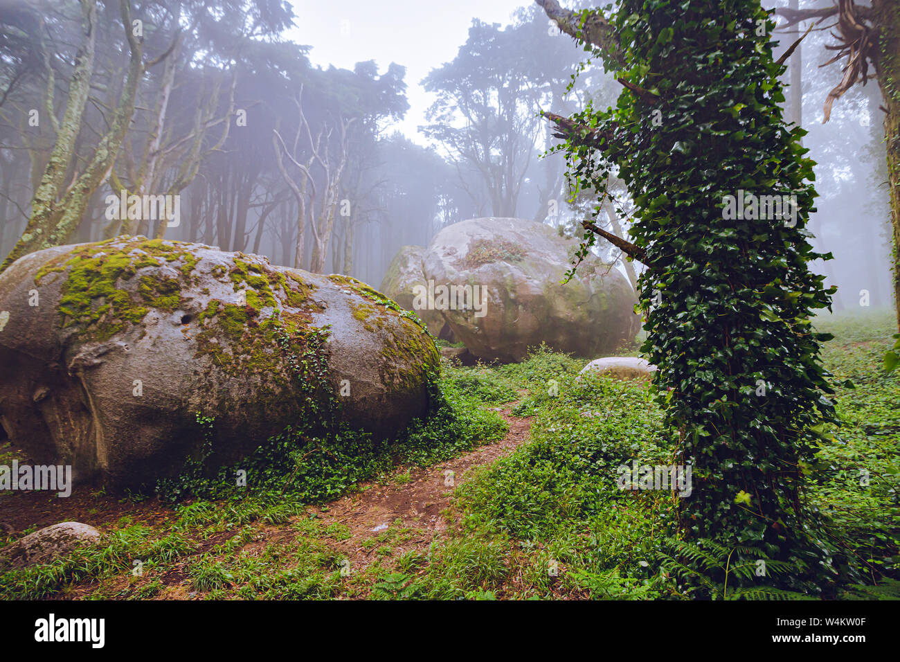 The mystical fog of the Sintra forest, Portugal Stock Photo - Alamy