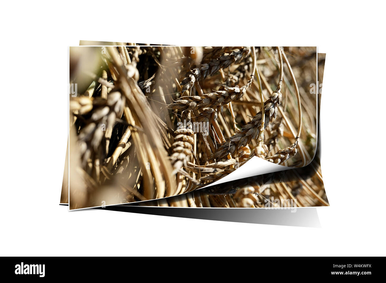 Wheat paste texture hi-res stock photography and images - Alamy