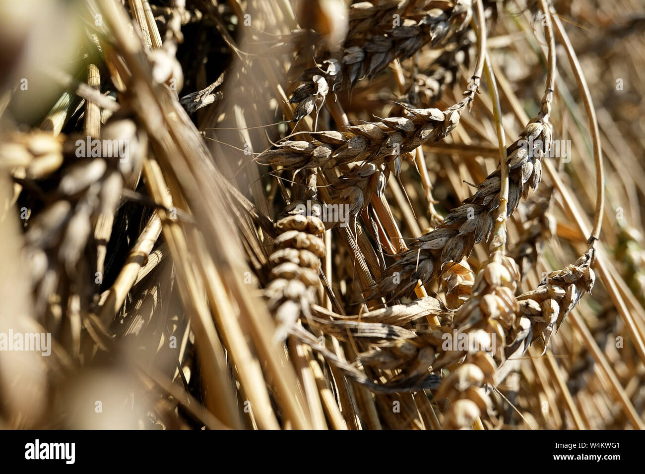 beautiful wheat branches lying at the side field countryside ...