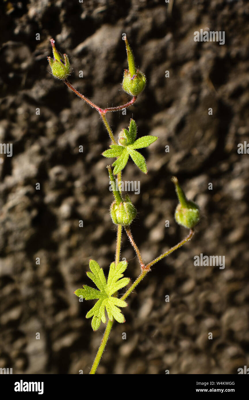 Plant weed in bill hi-res stock photography and images - Alamy