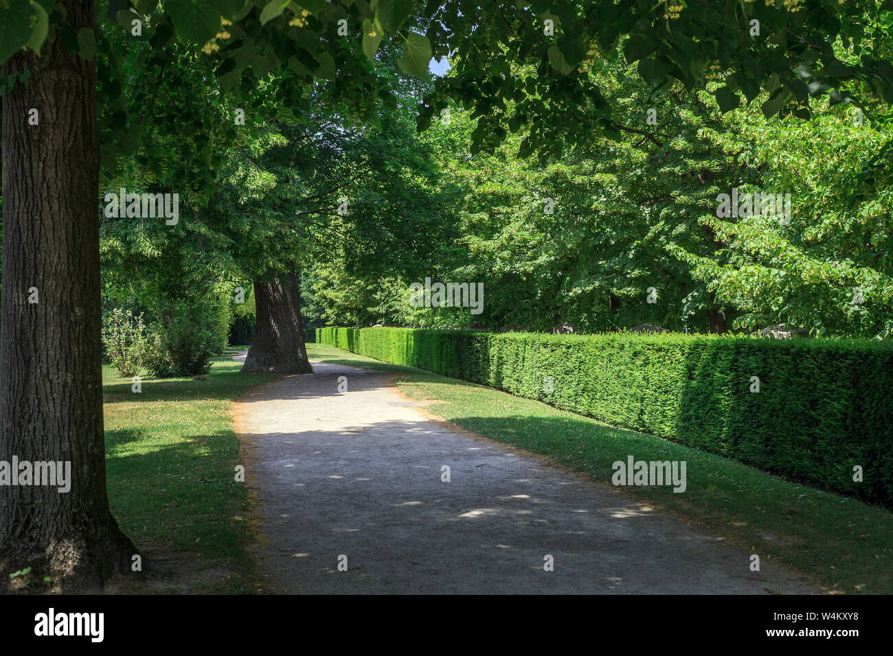 Linden trees alley in city public park, summer sun light day Stock ...