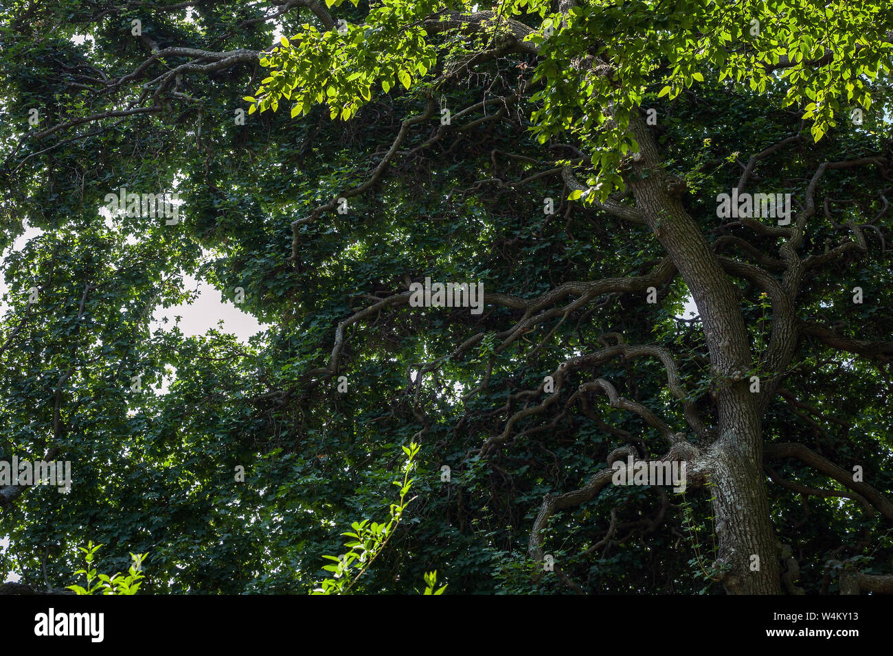 Abstract twisted background hi-res stock photography and images - Alamy