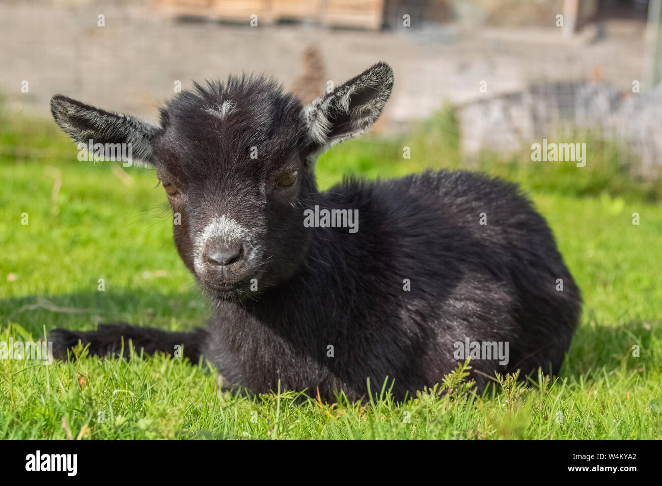 A baby goat lying in green grass Stock Photo - Alamy