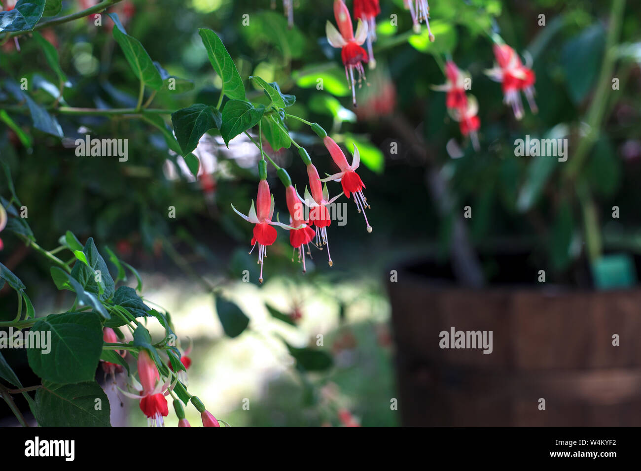 Orange Fuchsia fulgens flowers growing on bush in ornamental garden ...