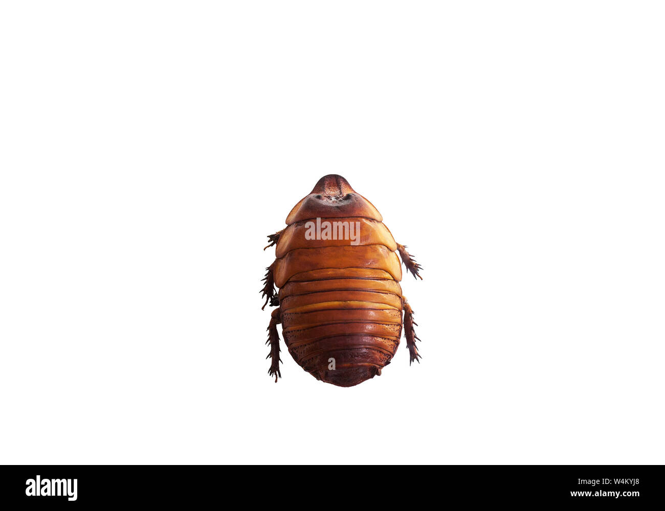 Giant Burrowing Cockroach isolated on white background. Macropanesthia ...
