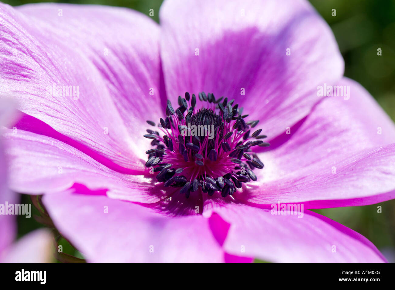 Magenta flower hi-res stock photography and images - Alamy