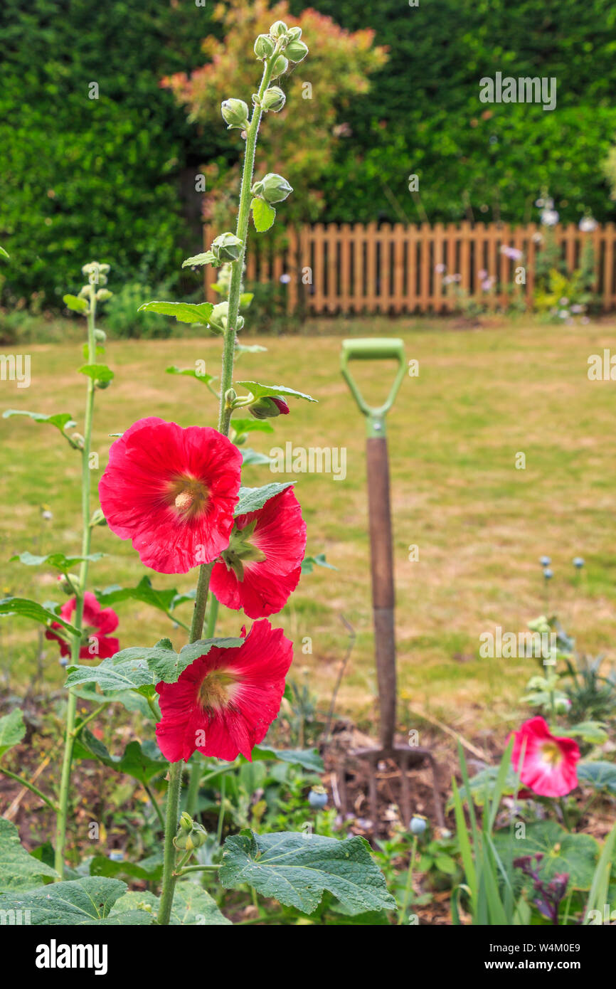 Hollyhock flower in a garden with a garden fork behind in the ground ...