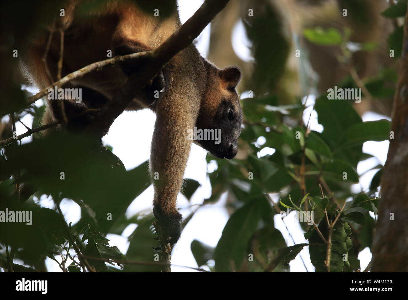 A Bennett's tree kangaroo rests high in a tree in a dry forest ...