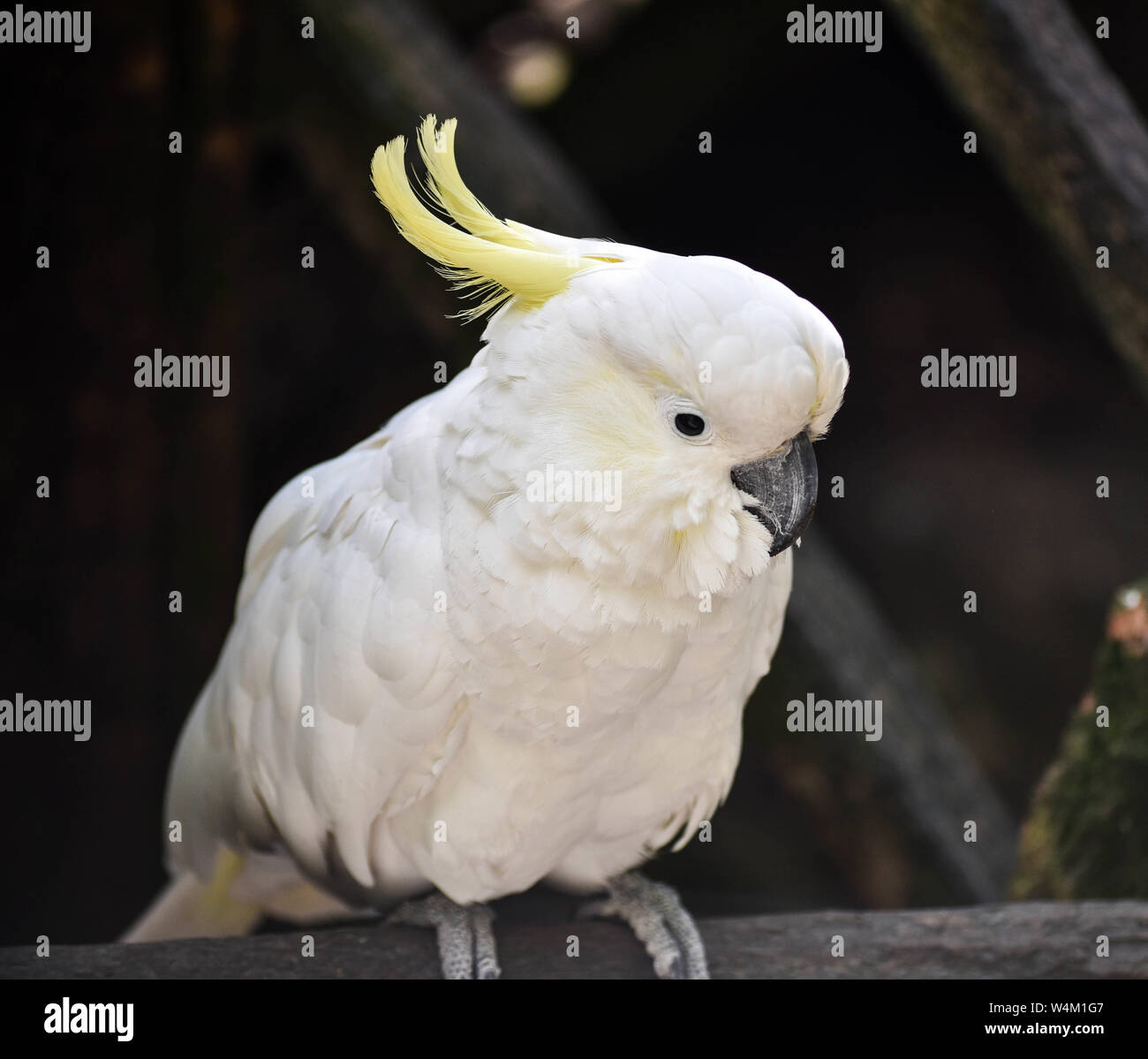 Birds of new zealand hi-res stock photography and images - Alamy