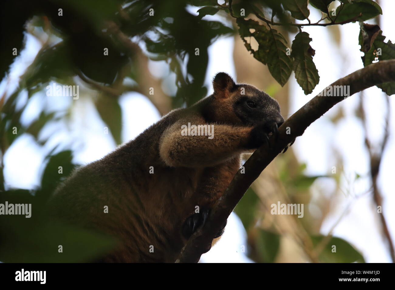 A Bennett's tree kangaroo rests high in a tree in a dry forest ...