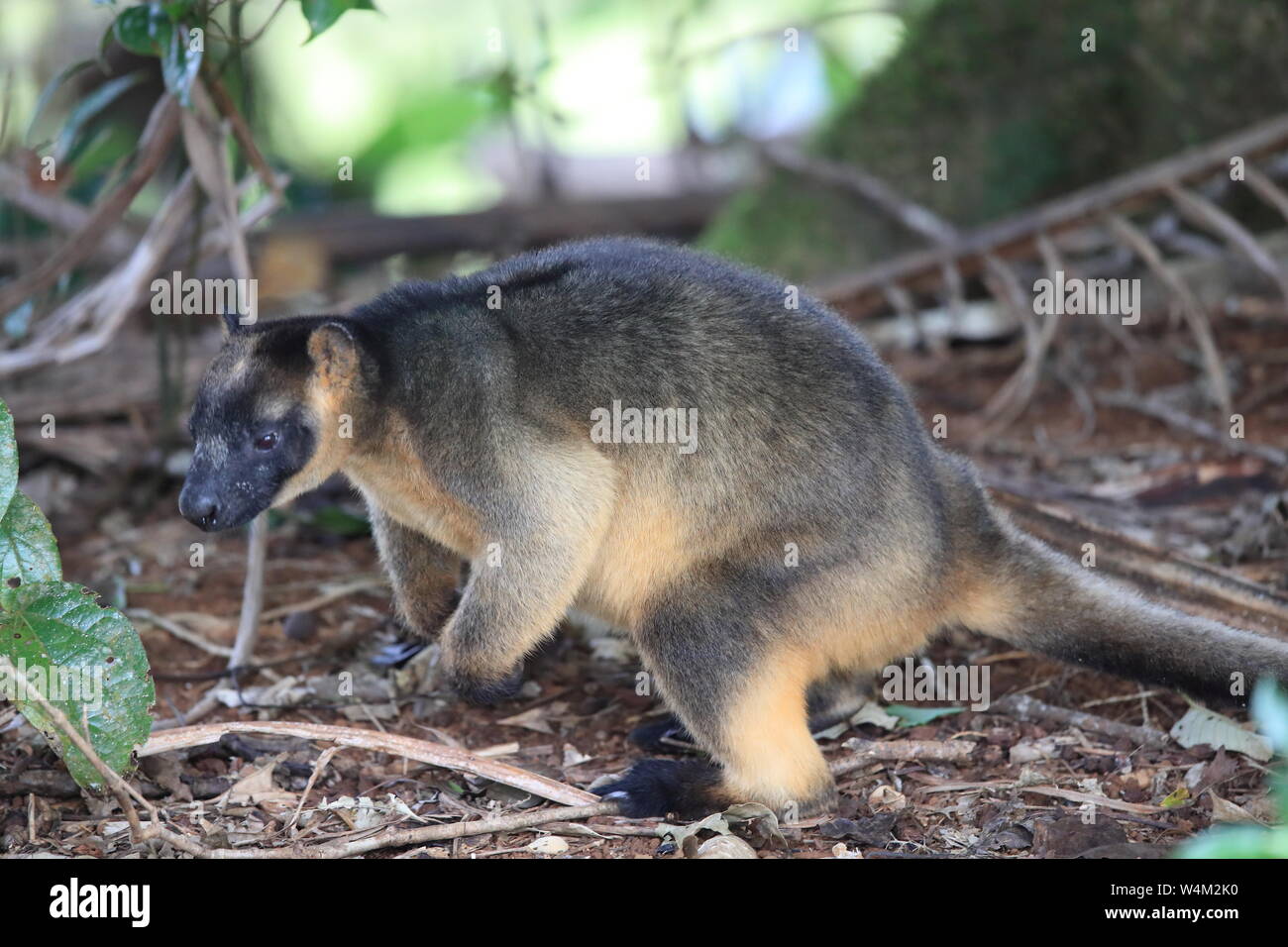 A Bennett's tree kangaroo rests high in a tree in a dry forest ...