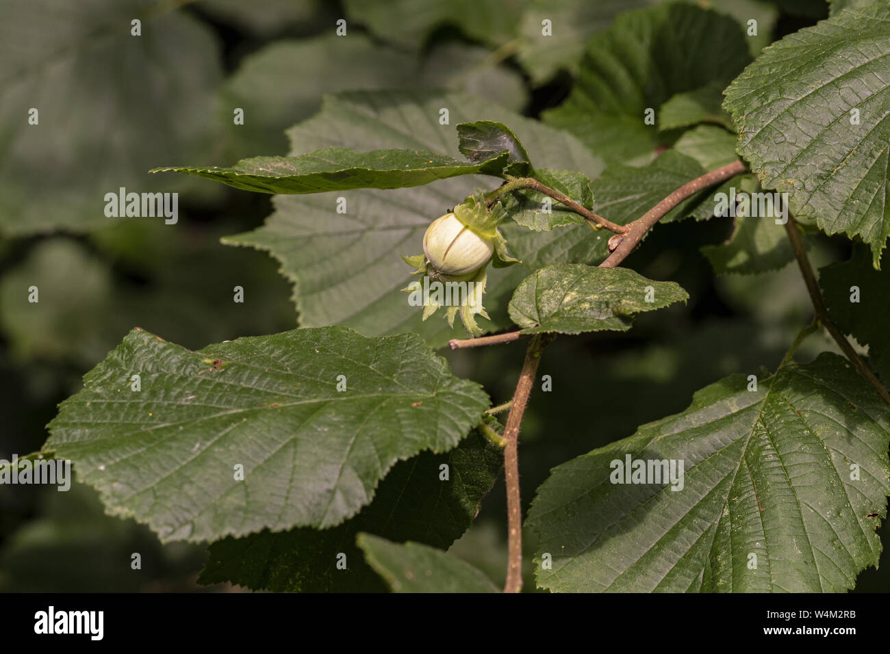 Hazel hedge hi-res stock photography and images - Alamy