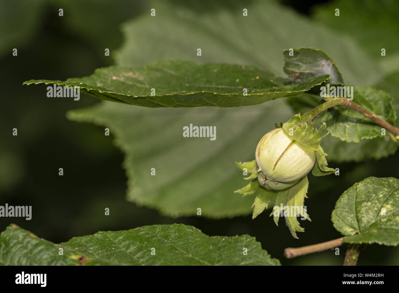 hazel nut growing on hazel tree, Bedfordshire, United Kingdom 17 July ...