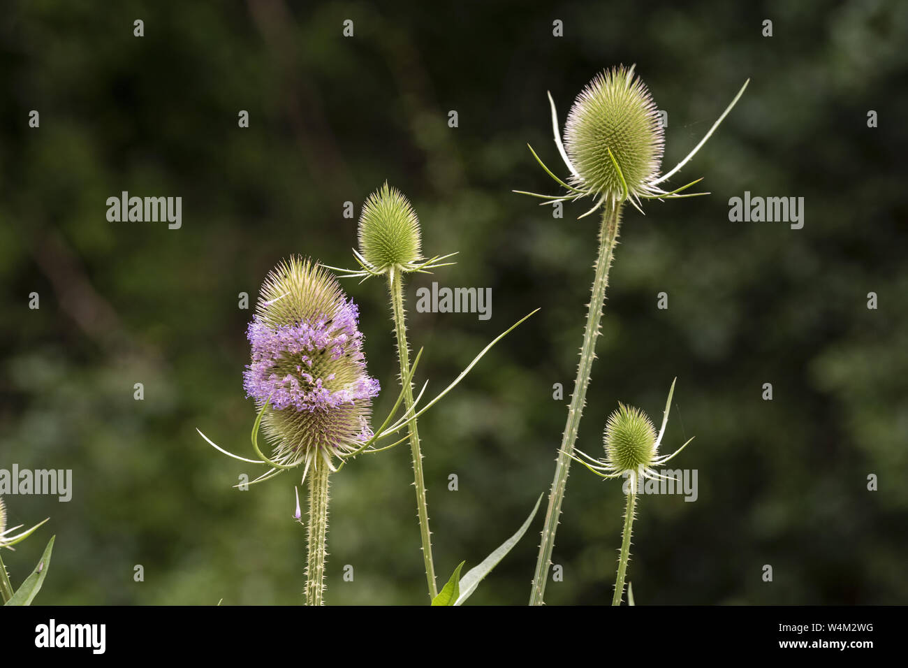 Dipsacus pilosus hi-res stock photography and images - Alamy