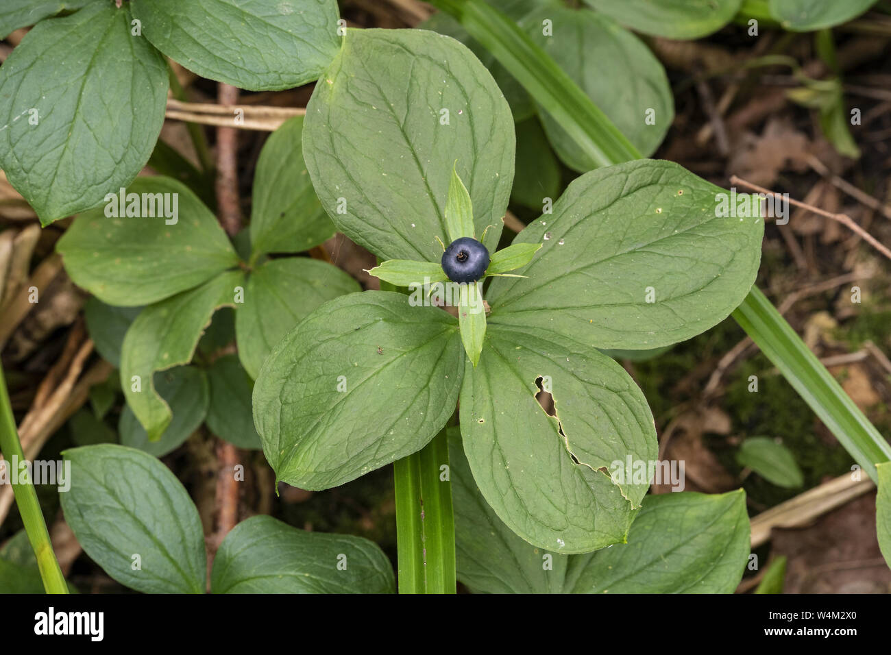 Insects paris hi-res stock photography and images - Alamy