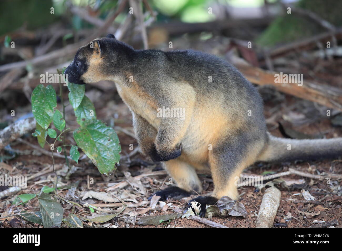 A Bennett's tree kangaroo rests high in a tree in a dry forest ...