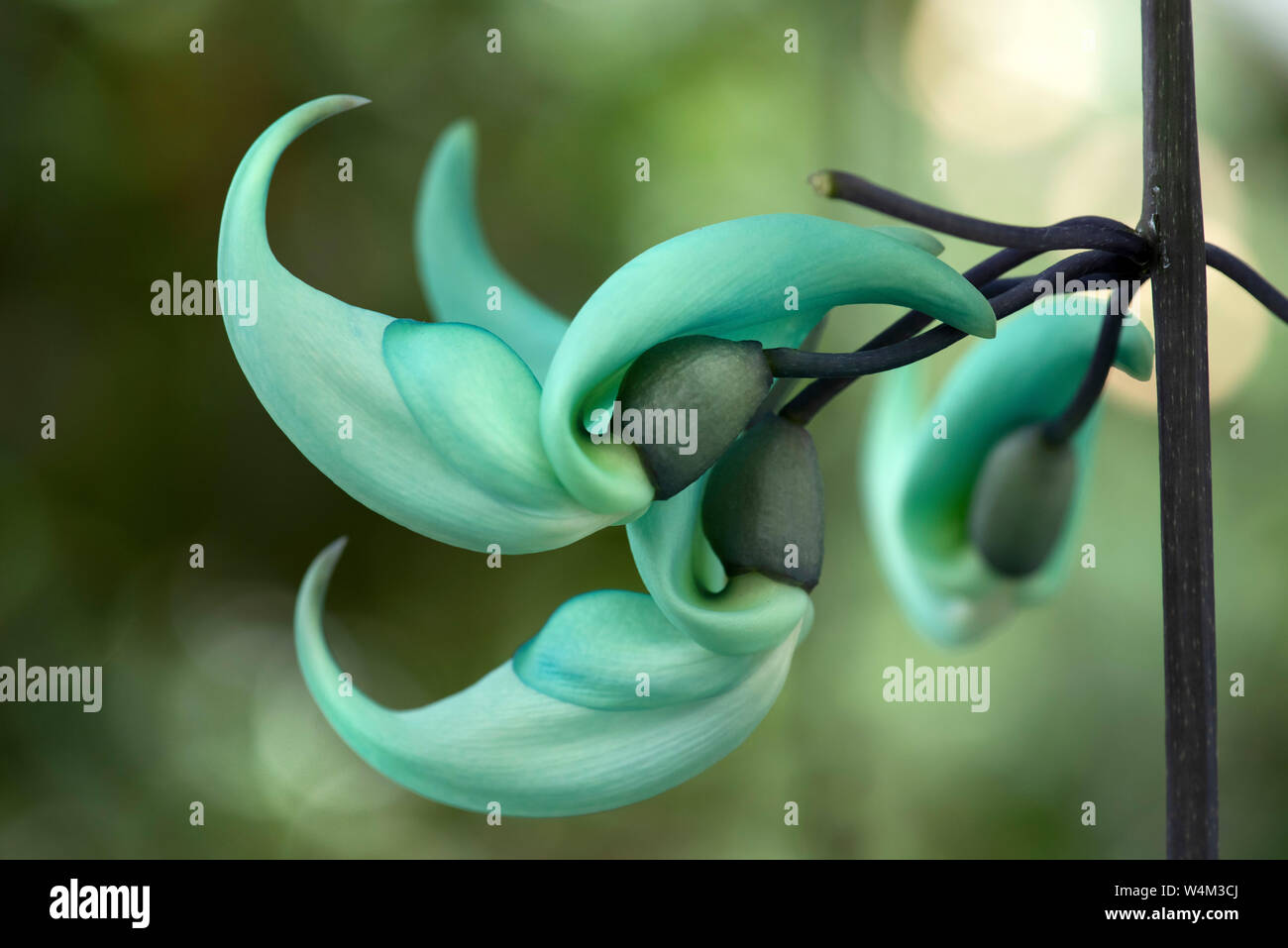 Wild Jade Vine