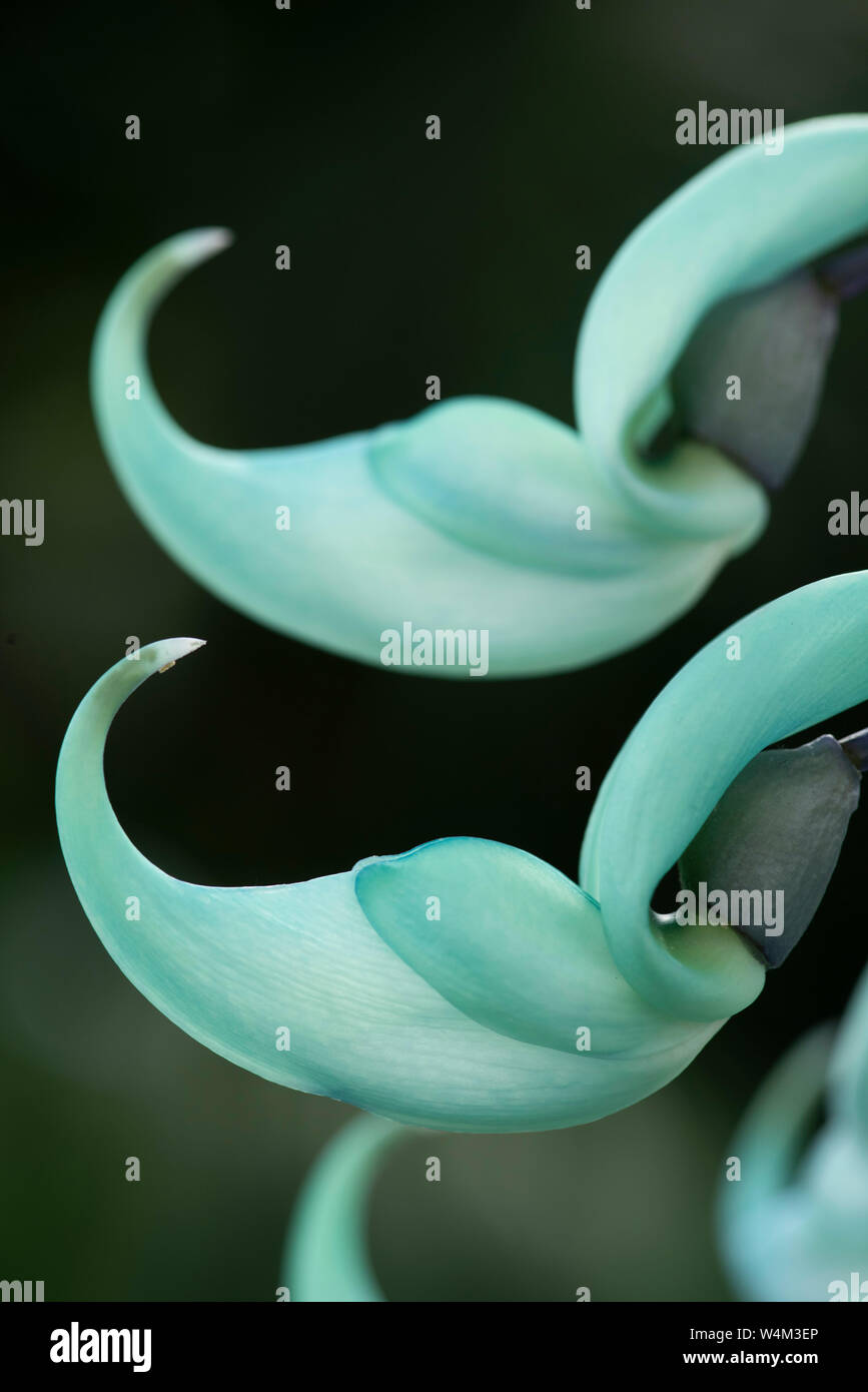 Bats strongylodon macrobotrys hi-res stock photography and images - Alamy