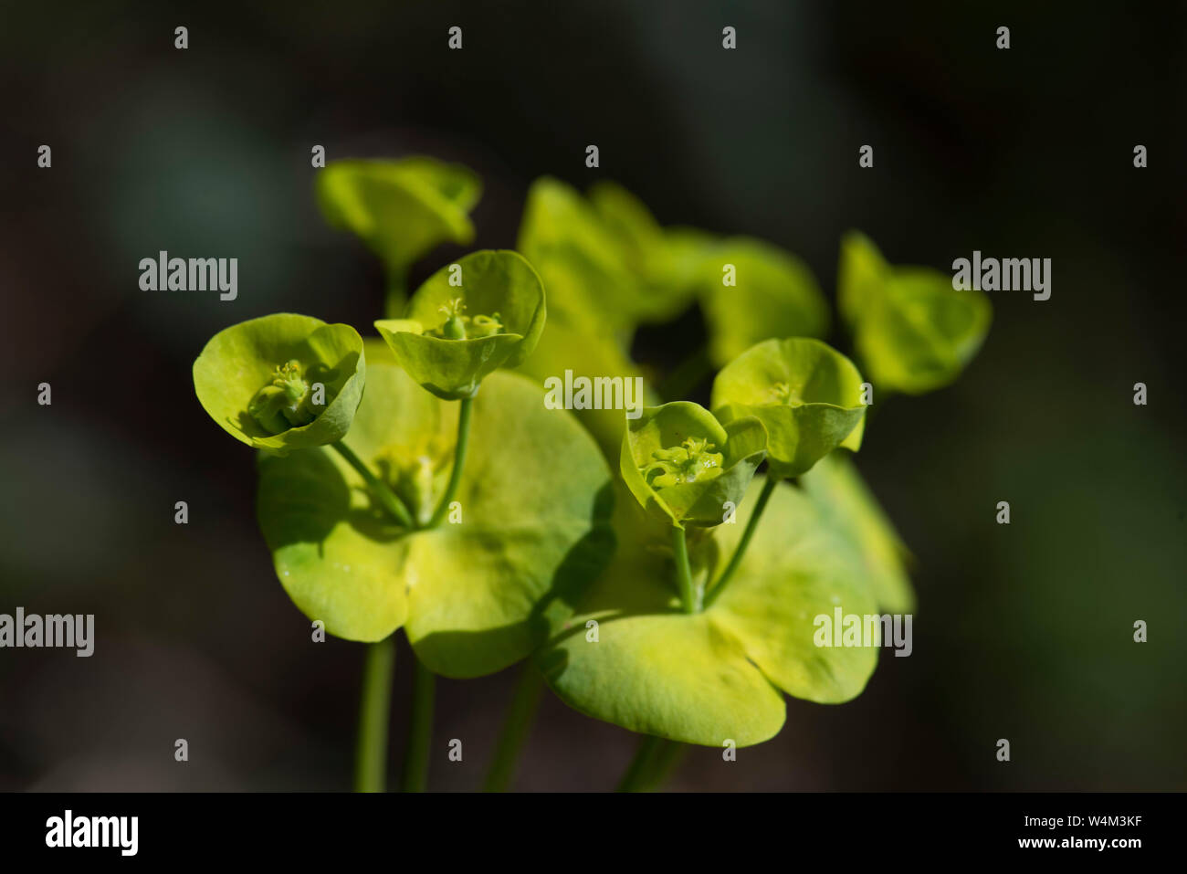 Sun spurge euphorbia helioscopia hi-res stock photography and images ...