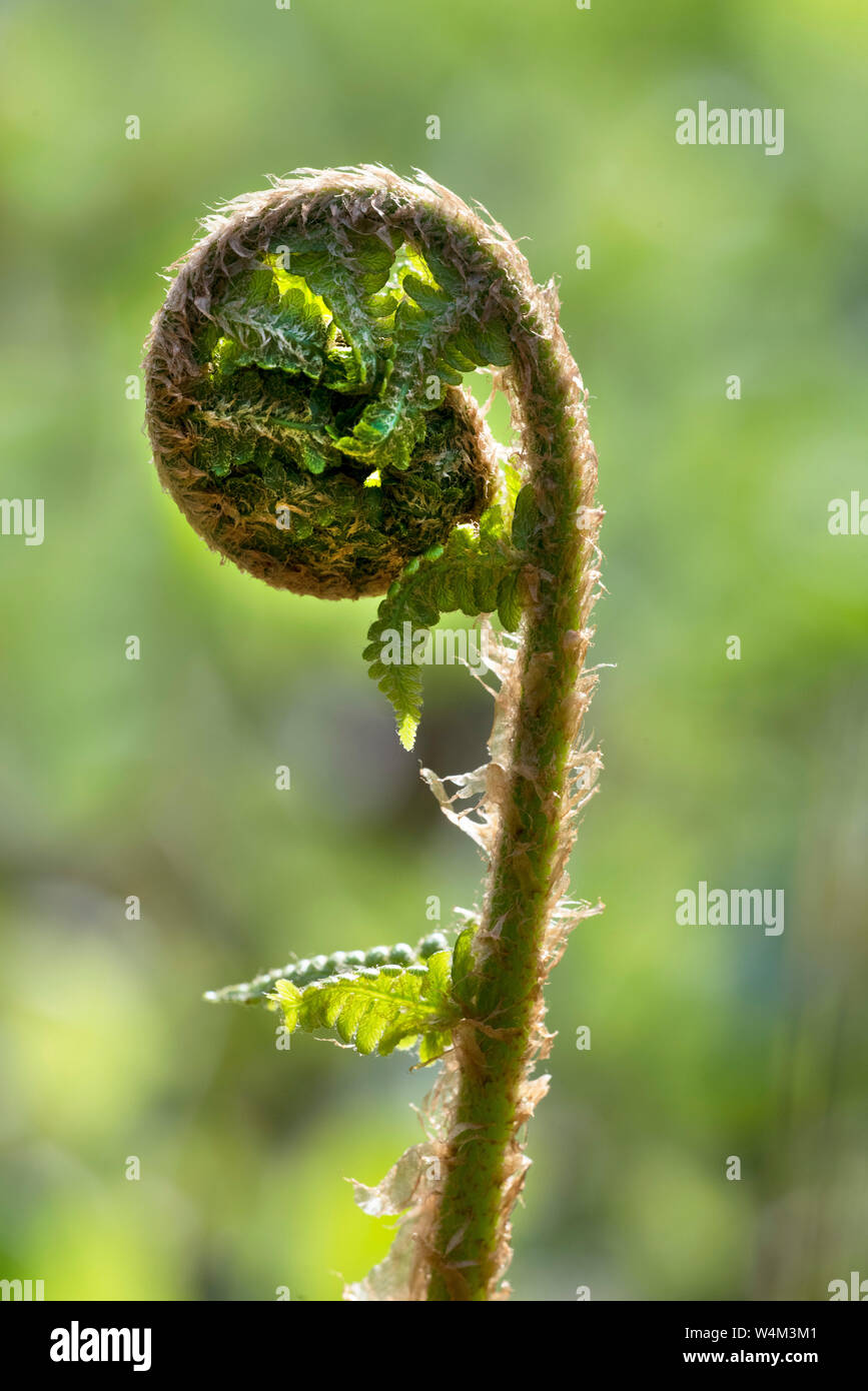 Curled Fern, Bracken sp, Fiddlehead, Denge Woods, Kent UK Stock Photo ...