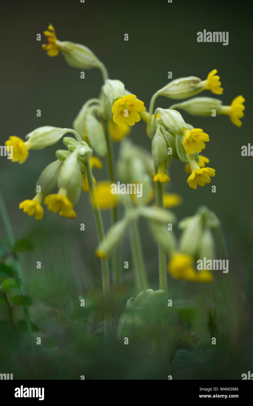 Spring wild flowers up close hi-res stock photography and images - Alamy