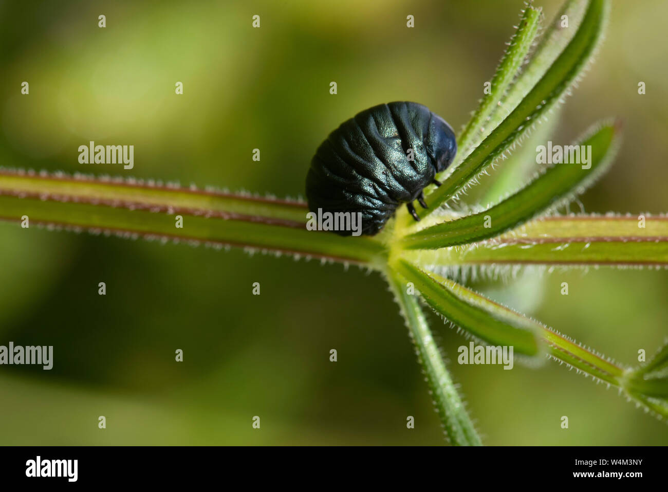 Bloody Nosed Beetle larvae, Timarcha tenebricosa, Capel-le-Fern, Kent ...