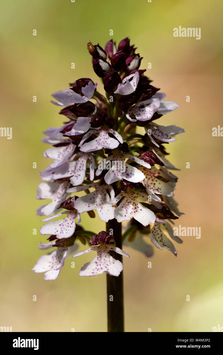 Lady Orchid, Orchis purpurea, Bonsai Bank, Denge Woods, Kent UK, Red ...