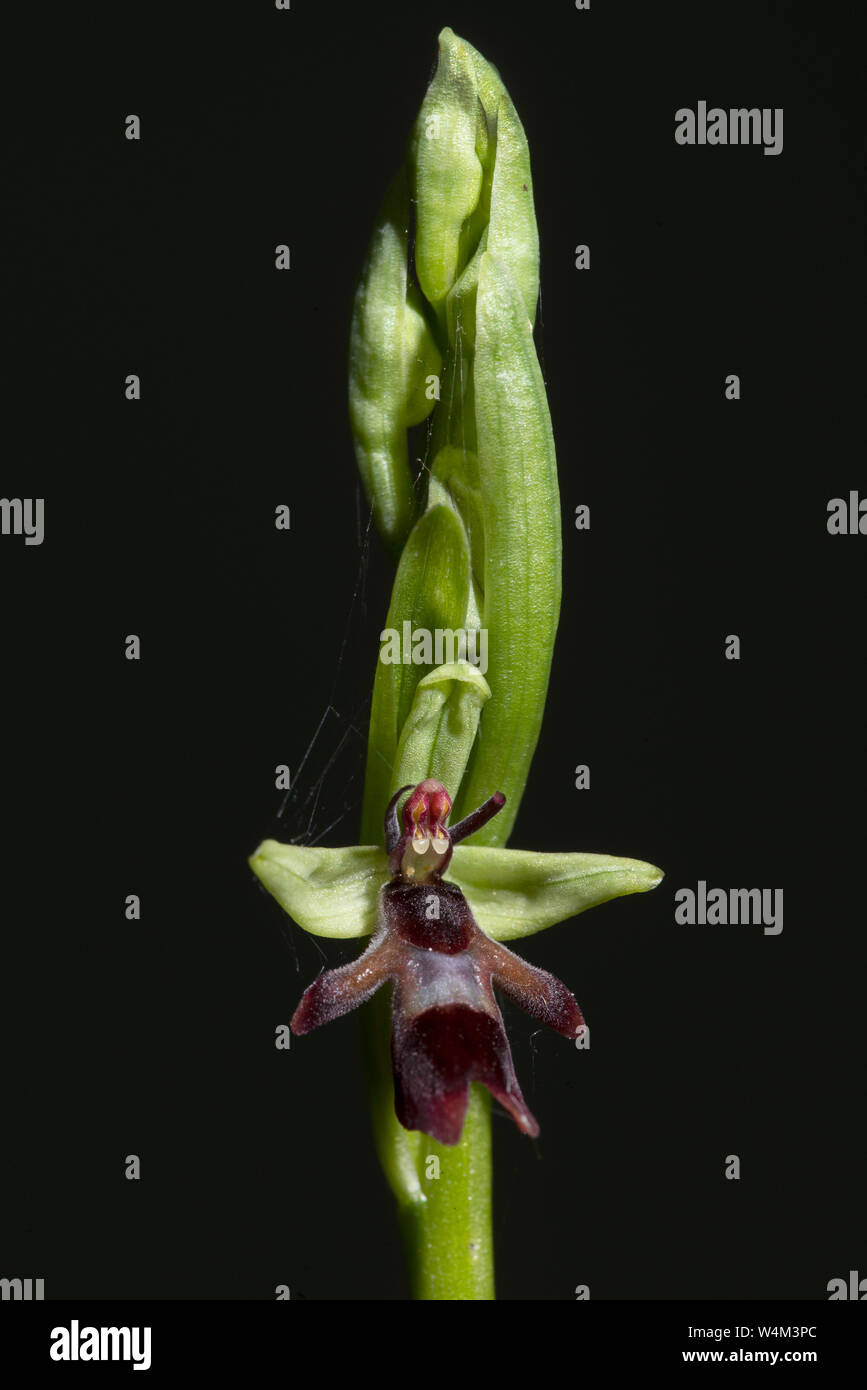 Mimic flower hi-res stock photography and images - Alamy