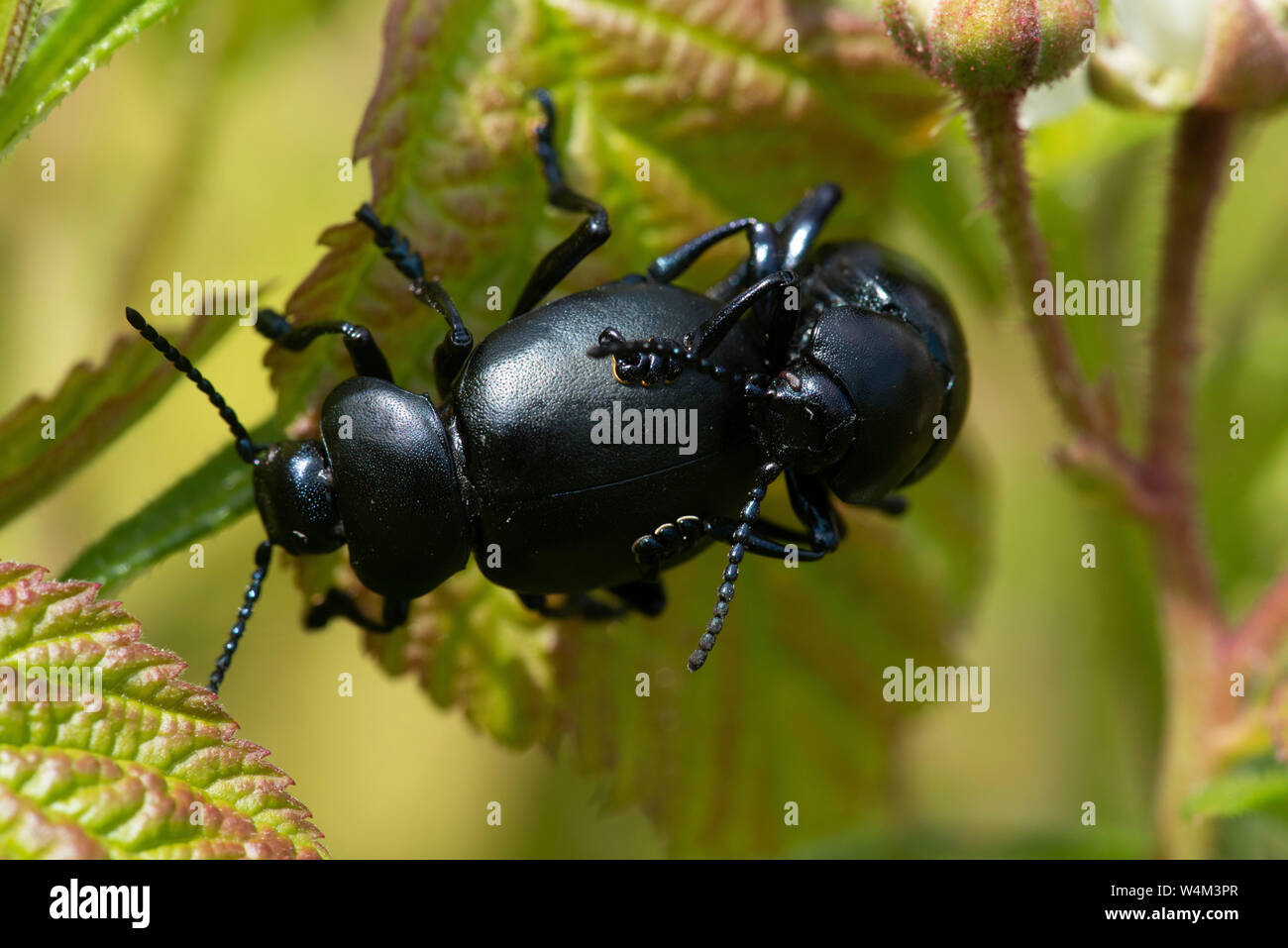 Bloody Nosed Beetle, Pair mating, Timarcha tenebricosa, Capel-le-Fern ...