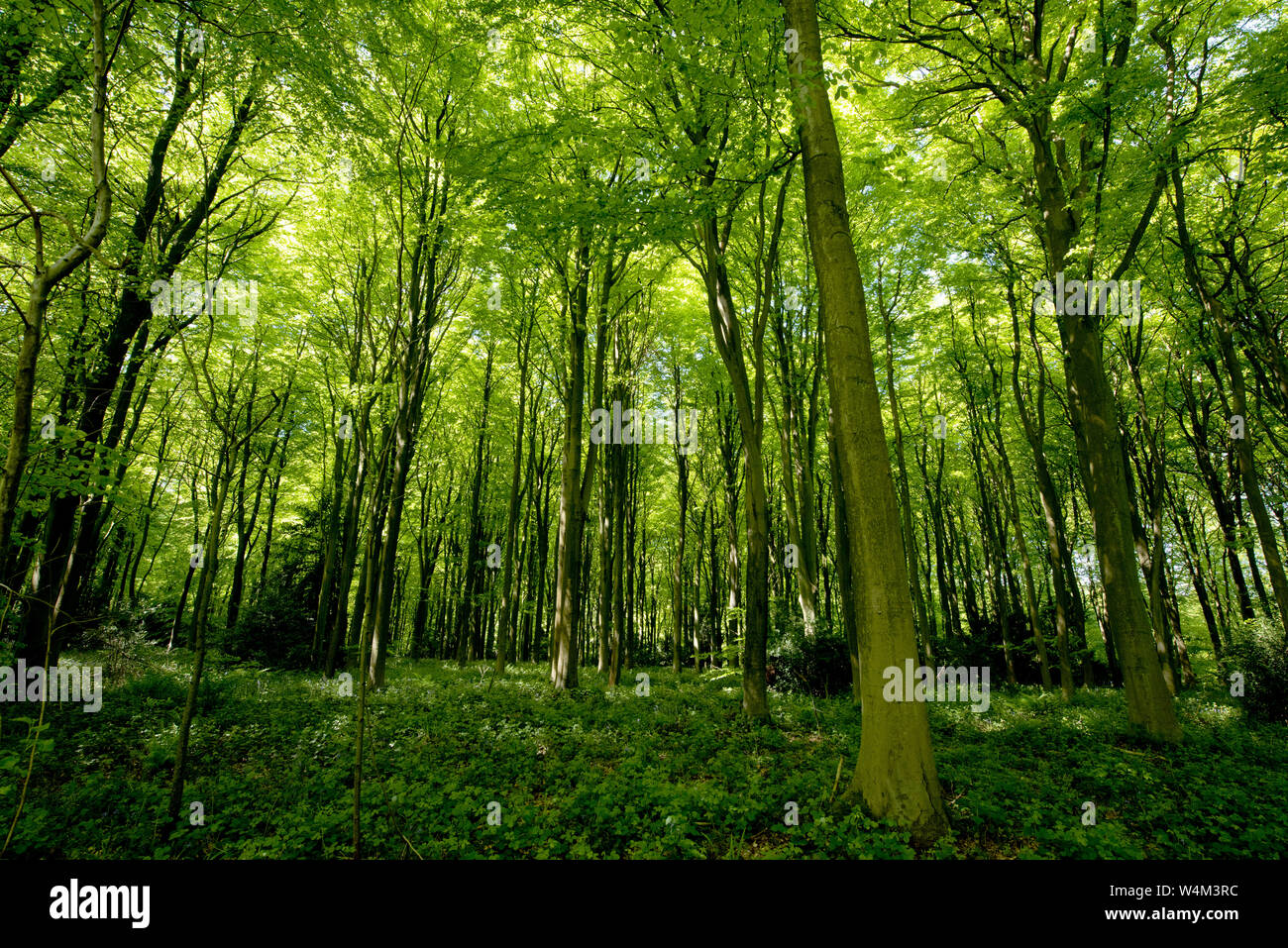Woodlands landscape, Spring, Bonsai Bank, Denge Woods, Kent UK Stock ...