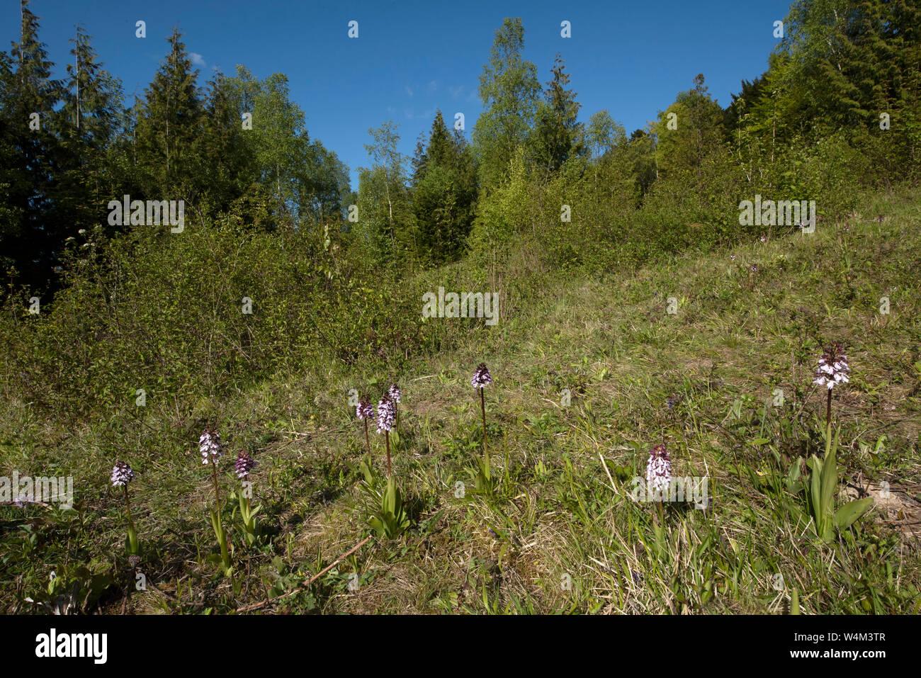 Lady Orchid, Orchis purpurea, group growing together, showing habitat ...