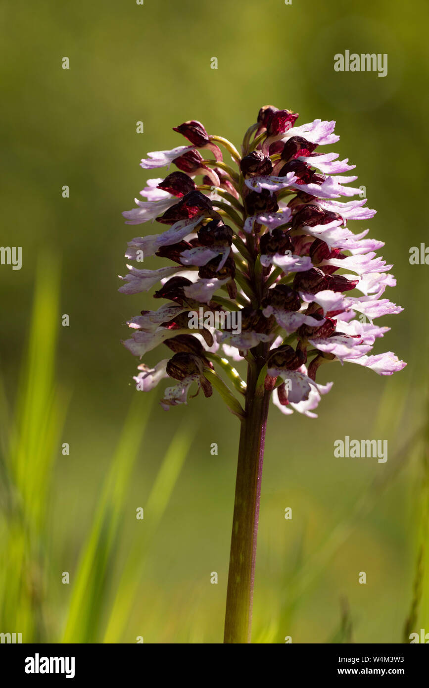 Lady Orchid, Orchis purpurea, Bonsai Bank, Denge Woods, Kent UK, Red ...