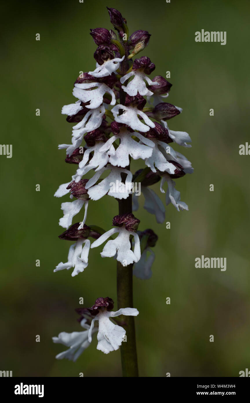 Lady Orchid, Orchis purpurea, Bonsai Bank, Denge Woods, Kent UK, Red ...