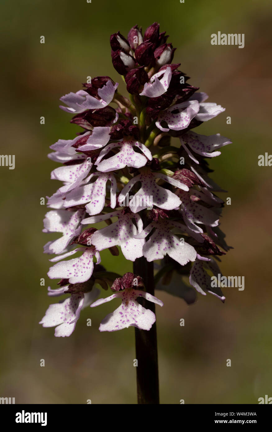 Lady Orchid, Orchis purpurea, Bonsai Bank, Denge Woods, Kent UK, Red ...