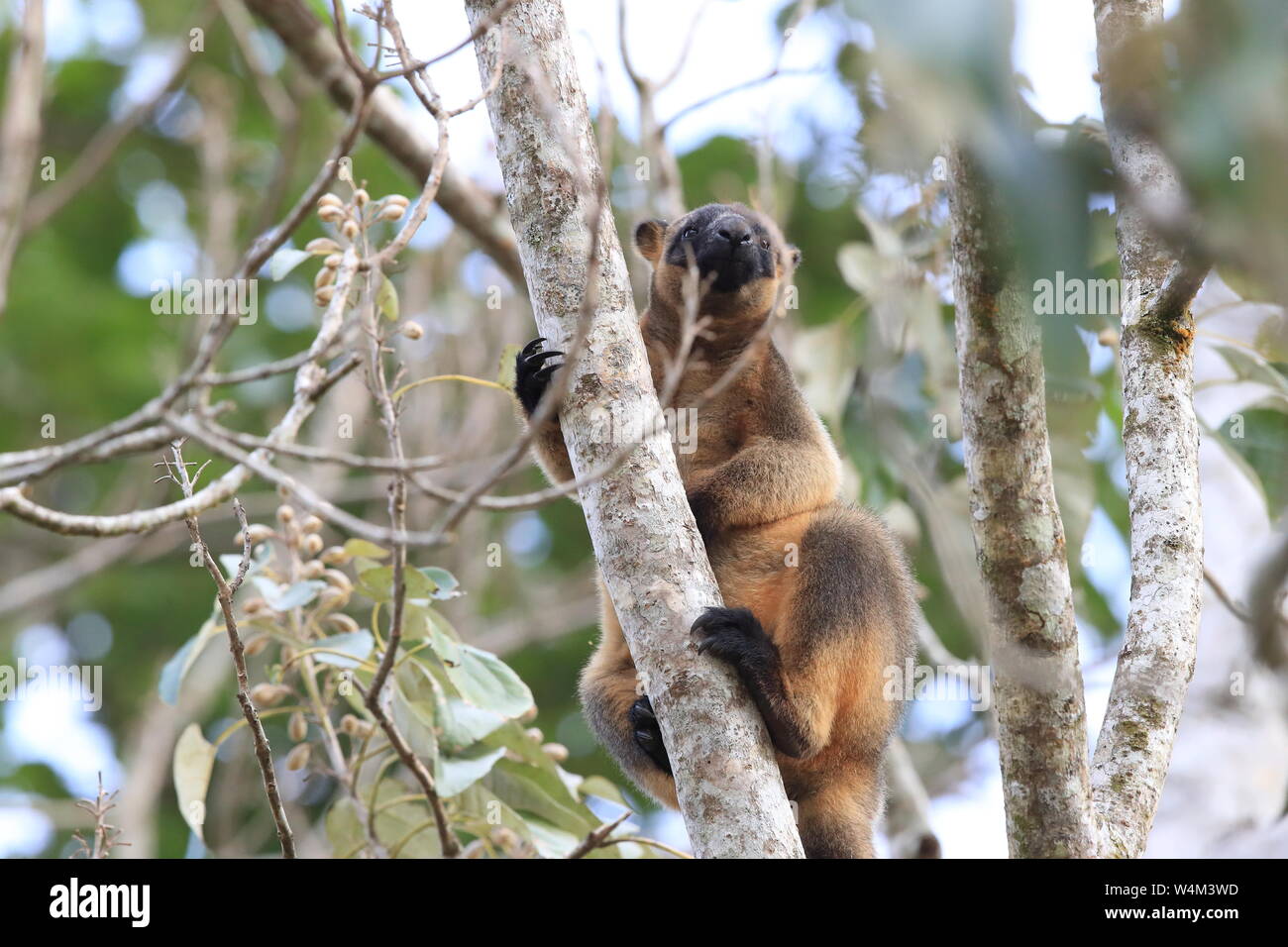 A Bennett's tree kangaroo rests high in a tree in a dry forest ...