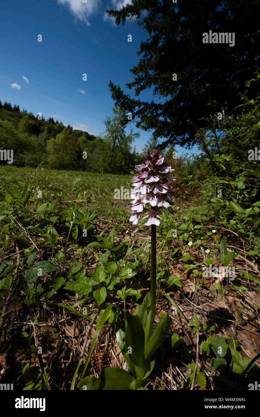 Lady Orchid, Orchis purpurea, Bonsai Bank, Denge Woods, Kent UK, Red ...