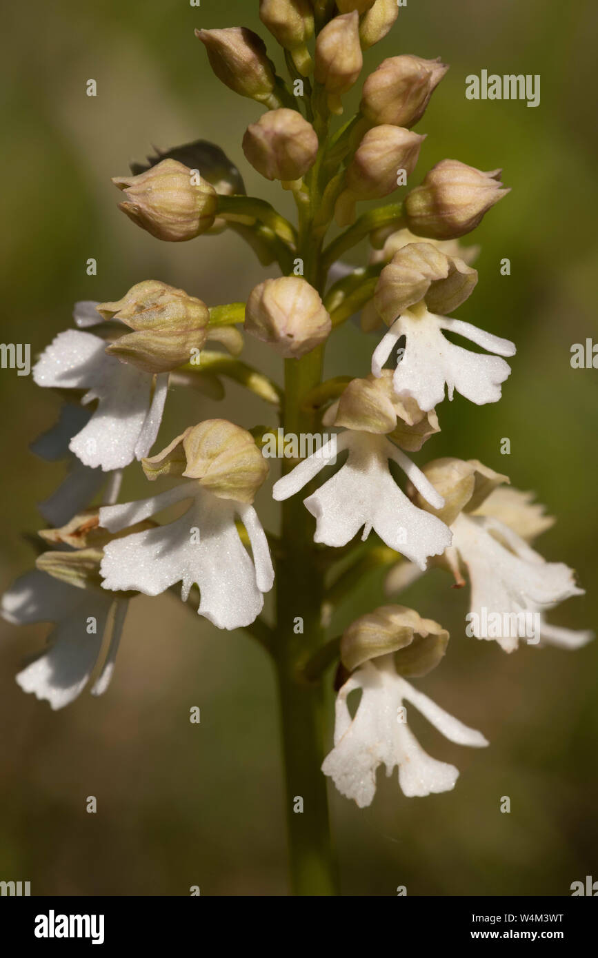 Lady Orchid, Orchis purpurea, White form, Bonsai Bank, Denge Woods ...