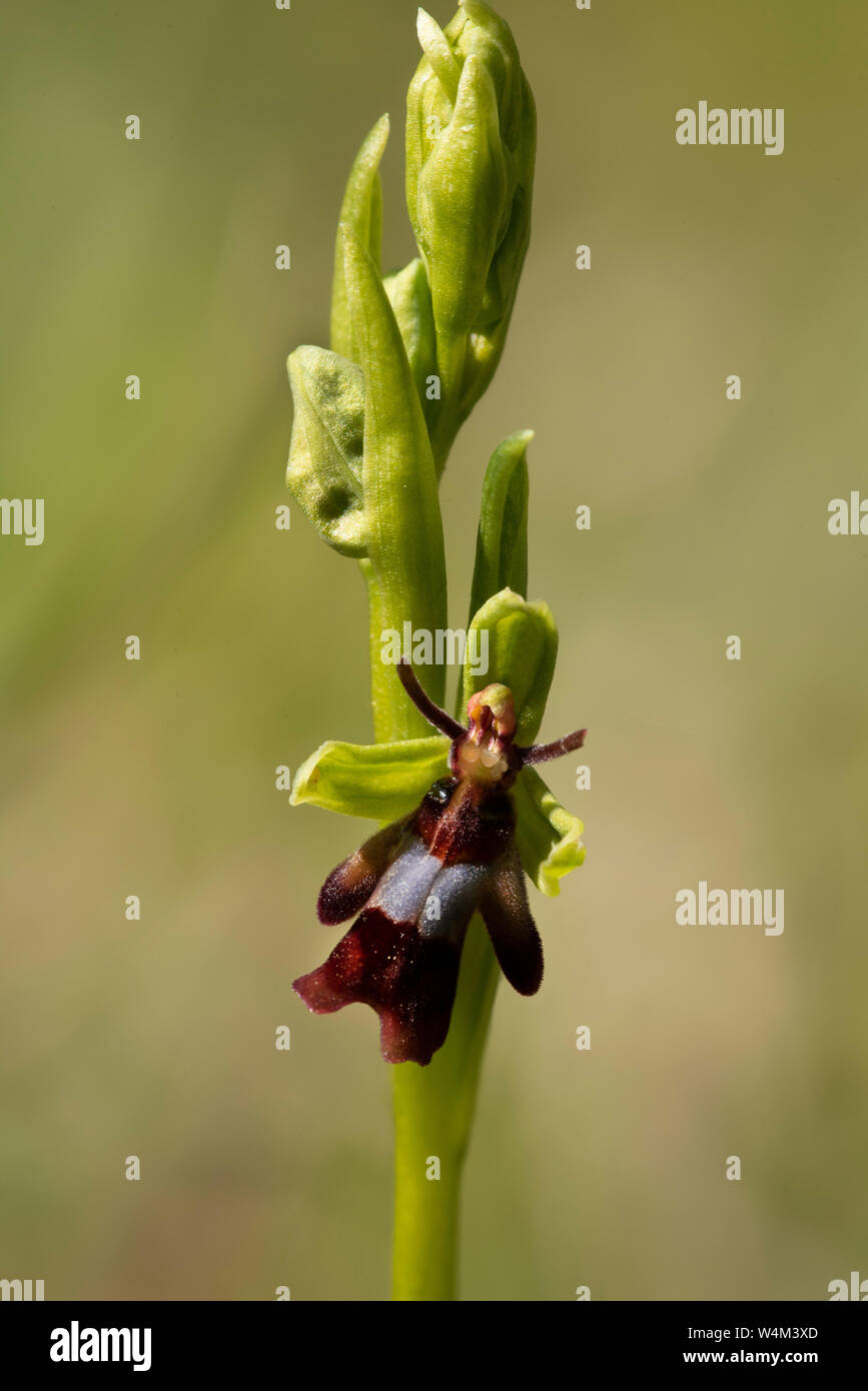 Fly Orchid, Ophrys insectifera, Bonsai Bank, Denge Woods, Kent UK ...