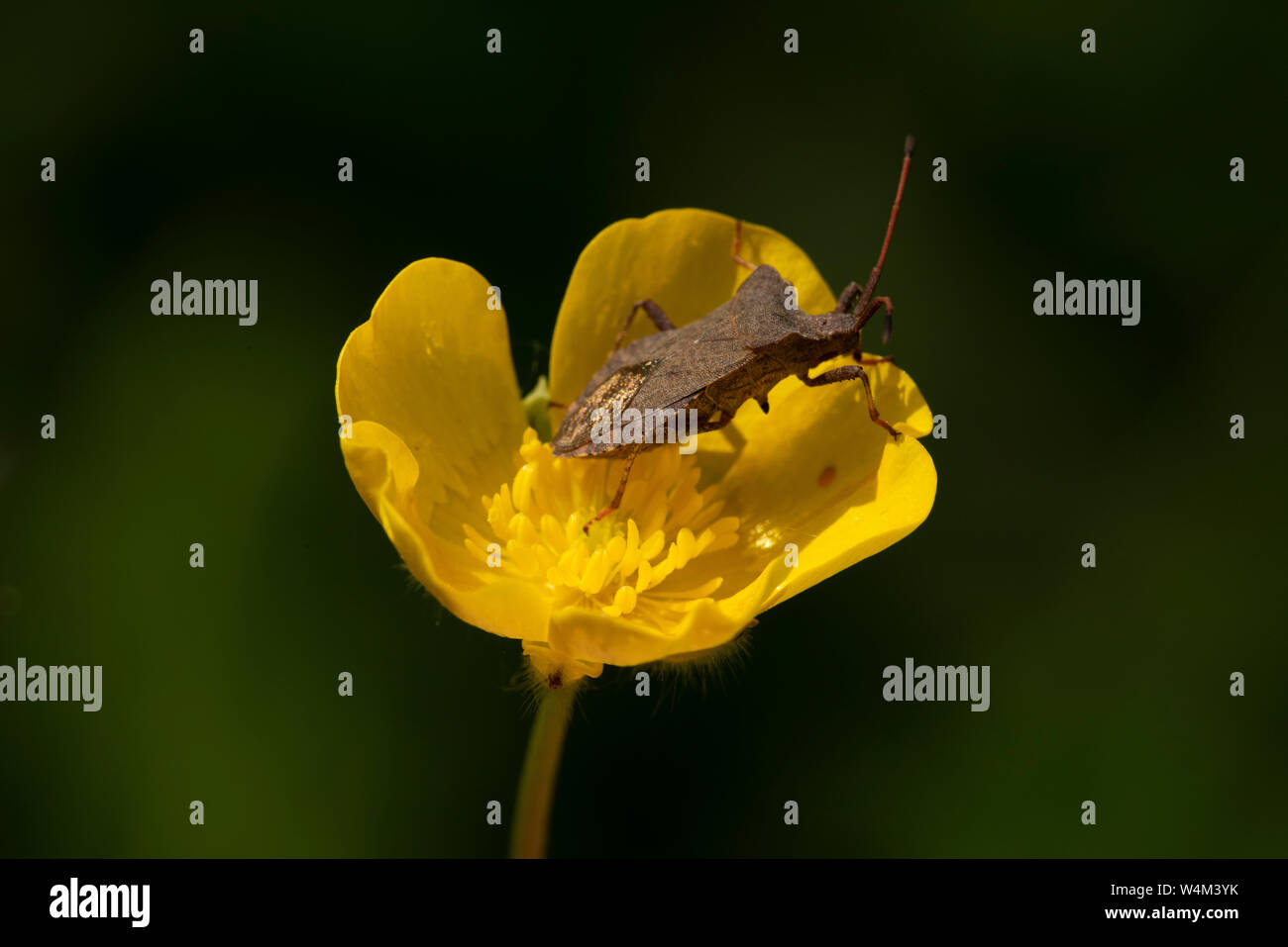 Brown Shield Bug, Coreus marginatus on Meadow Buttercup, Ranunculus ...