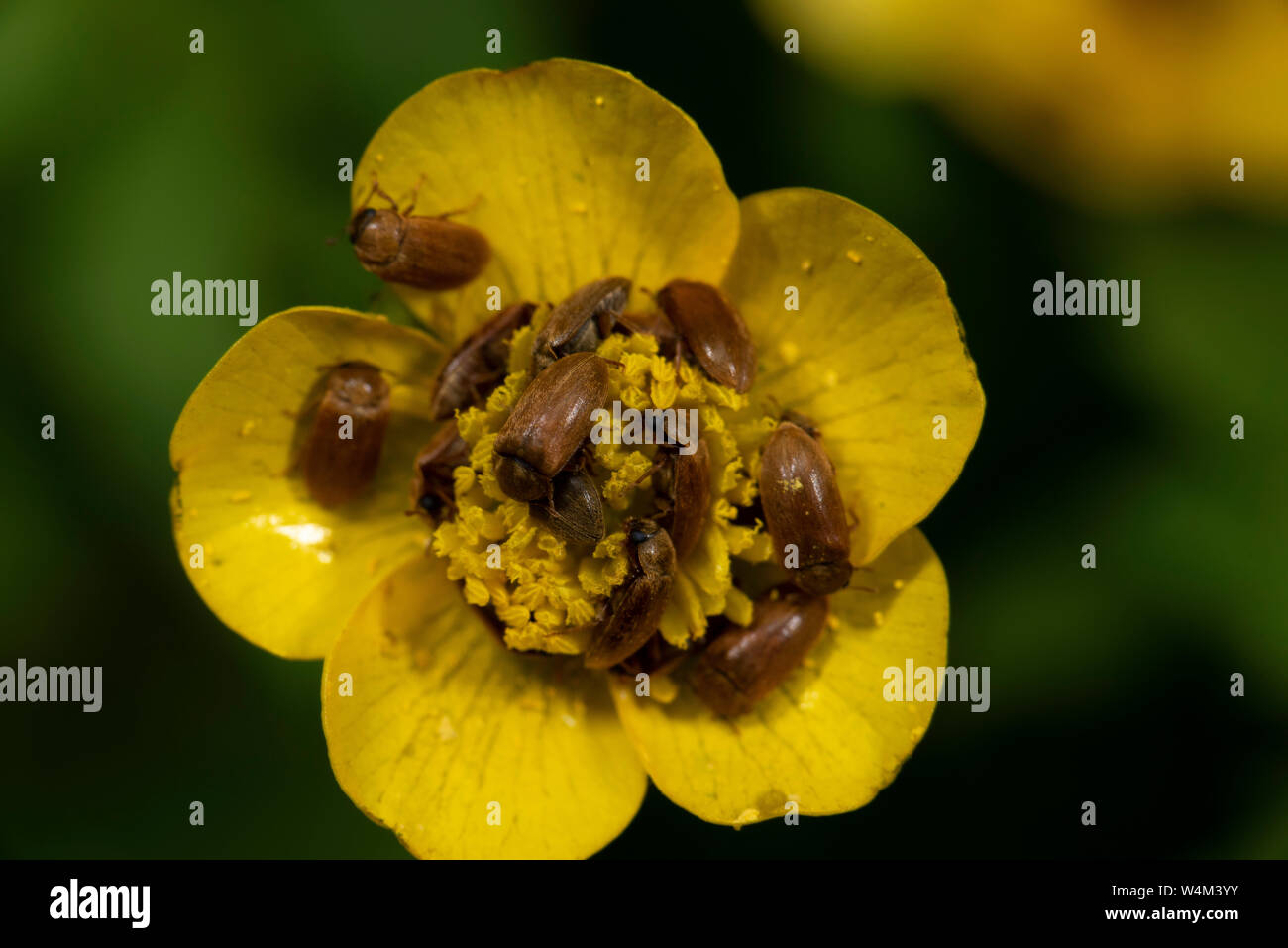 Pollen Beetles, Meligethes solidus, on Meadow Buttercup, Bonsai Bank ...