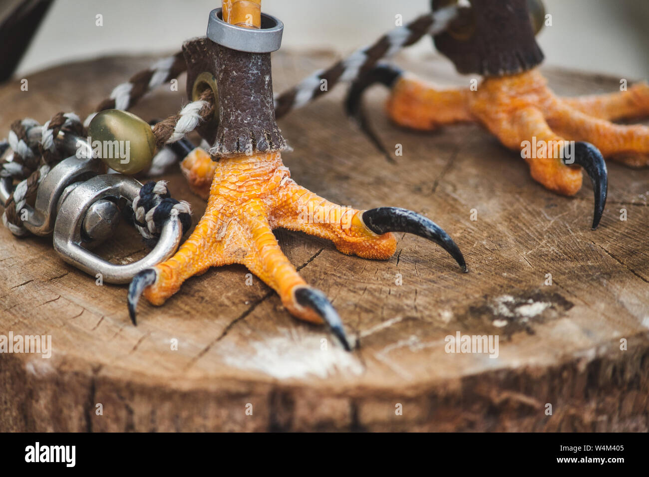Claws bird close up hi-res stock photography and images - Alamy