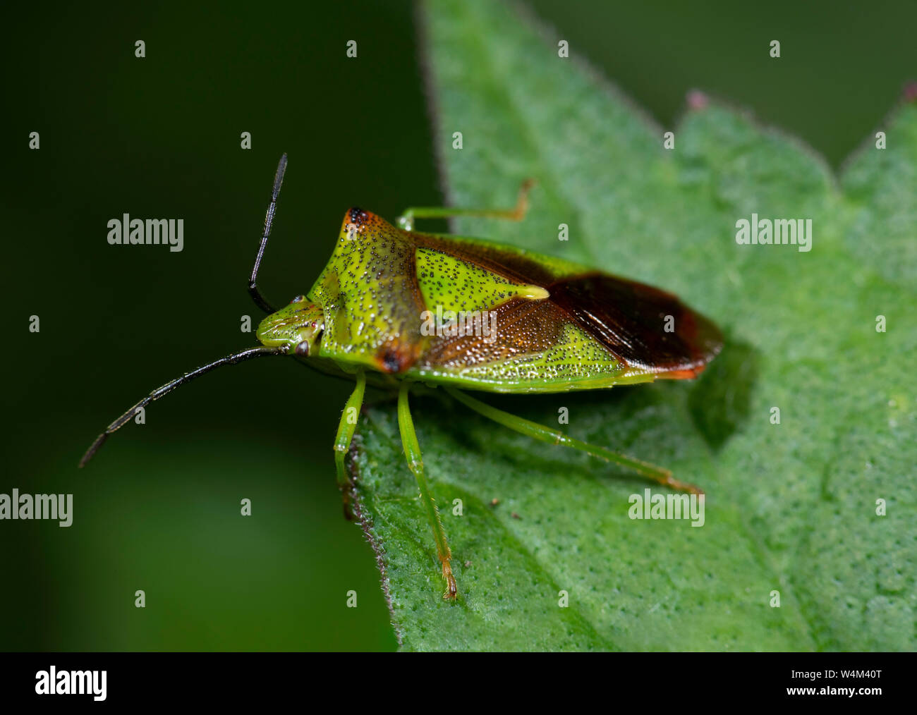 Hawthorn Shieldbug, Acanthosoma haemorrhoidale, Bonsai Bank, Denge ...