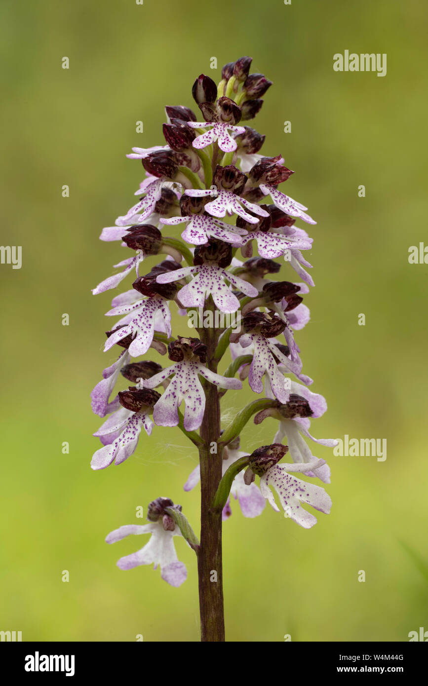 Lady Orchid, Orchis purpurea, Bonsai Bank, Denge Woods, Kent UK, Red ...