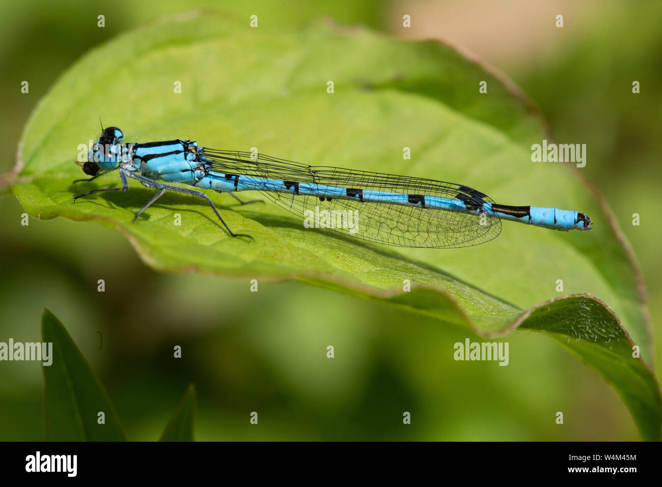 Common Blue Damselfly, Male, Enallagma cyathigerum, Kemsing Down, Kent ...